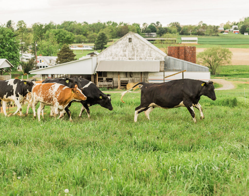 Misty Meadows Farm Creamery – Cow-to-cone ice cream experience in ...